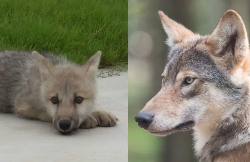 China Hasilkan Klon Serigala Liar Pertama Di Dunia