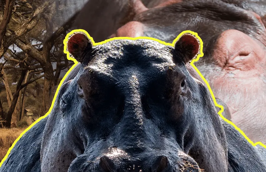 Kanak-Kanak Di Afrika Selamat Daripada Dimakan Badak Air