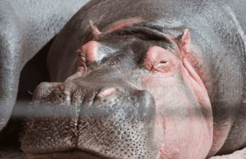 Kanak-Kanak Di Afrika Selamat Daripada Dimakan Badak Air